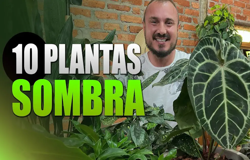 10 Plantas de Sombra para Ambientes Internos: Guia Completo para ...